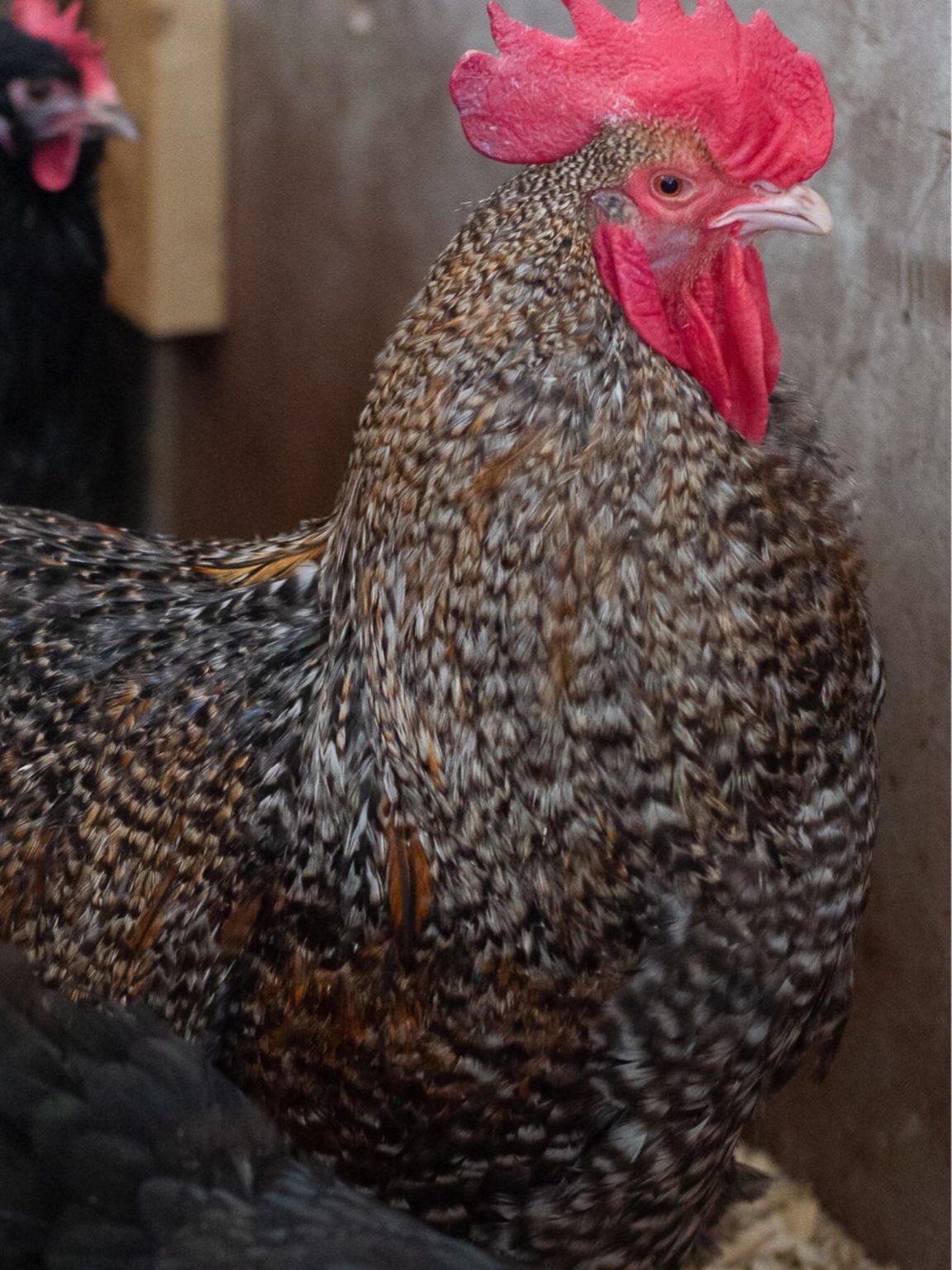 Acheter des poules de race au Québec | Les véhicules électriques